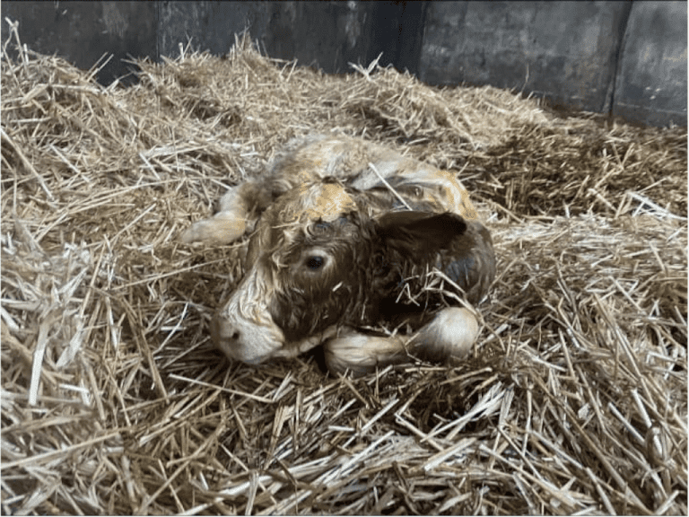 FVS - Personal Service With A Pro-Active Approach