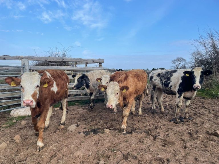 FVS - Personal Service With A Pro-Active Approach