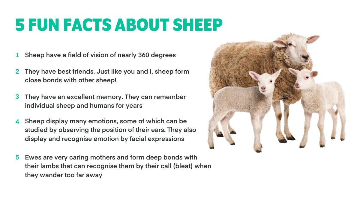 SHEEP - Personal Service With A Pro-Active Approach