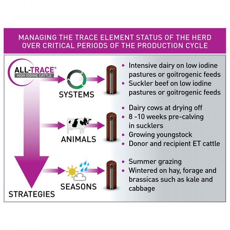 All Trace High Iodine Bolus - Farm Vet Services