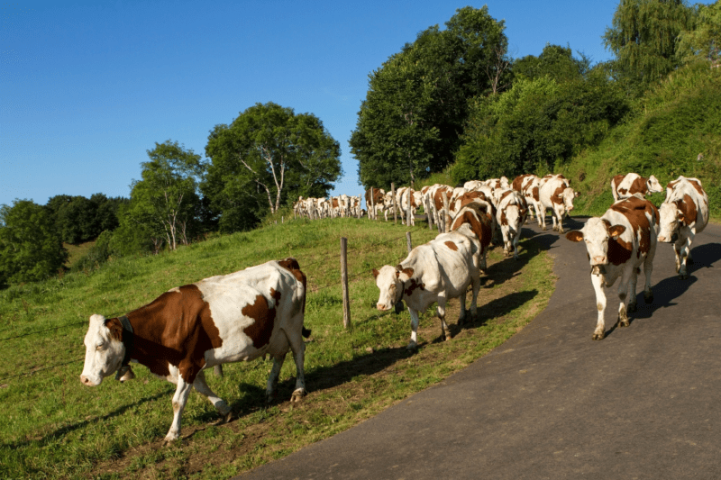 FVS - Personal Service With A Pro-Active Approach